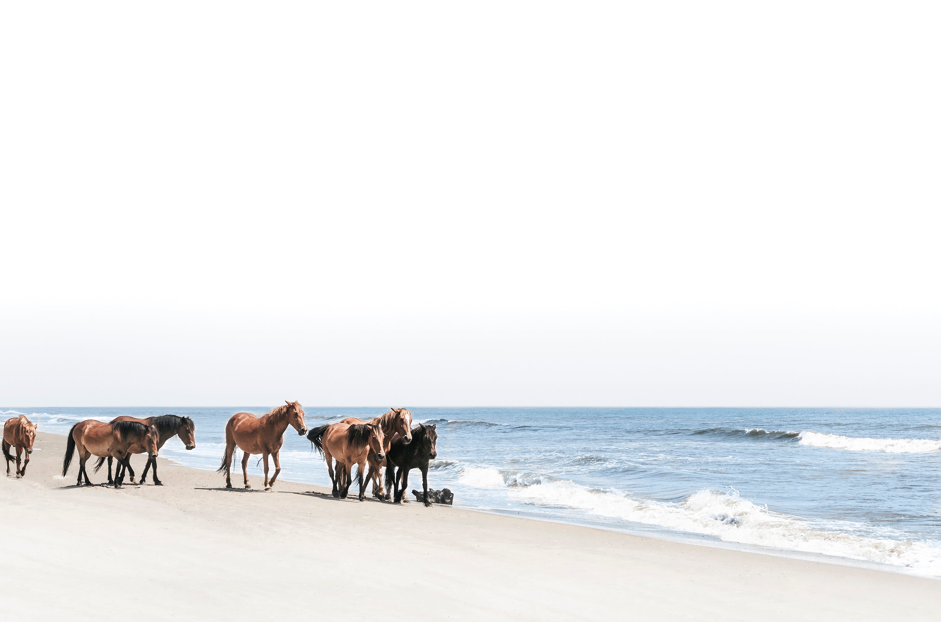 Coastal Wild Mustangs of Corolla Beach, Outer Banks – DomenicaRossi